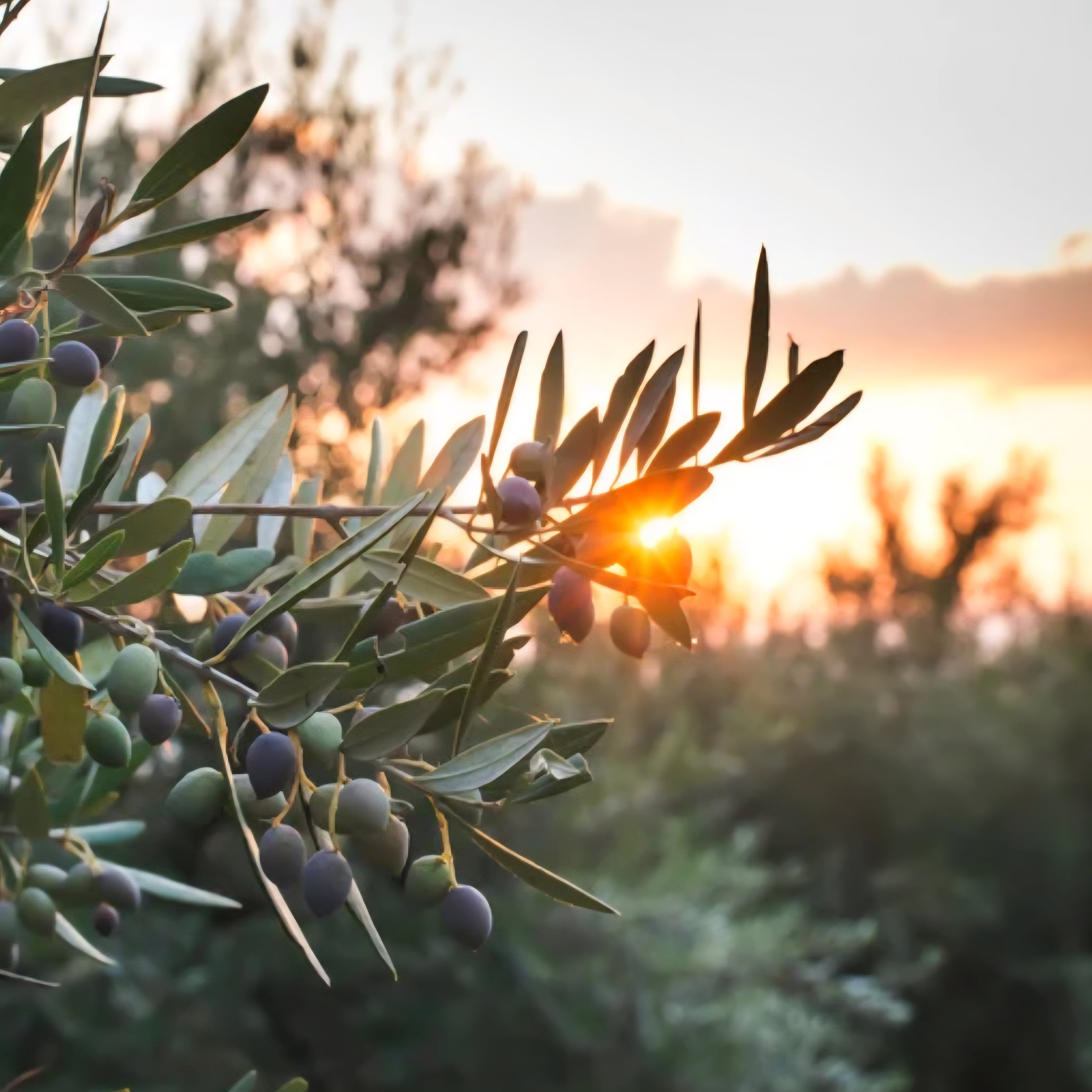 Bio Products, Olive Oil & Natural Baladi Soap in Lebanon – NutriQuest